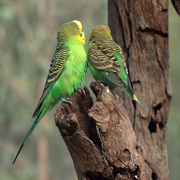 Birdwatching in Australia Orientale con Ornitour