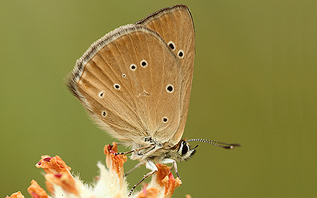 The best of Italy. Birding, nature, culture and gastronomy tours