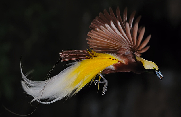 Birdwatching a Irian Jaya con Ornitour