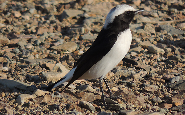Birdwatching a Marsa Alam con Ornitour